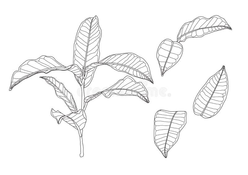 Leaves Line Single Leaf and Leaf Pattern Black Bring To Color Decorate ...