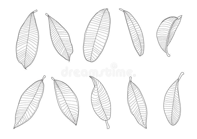 Leaves Line Single Leaf and Leaf Pattern Black Bring To Color Decorate ...