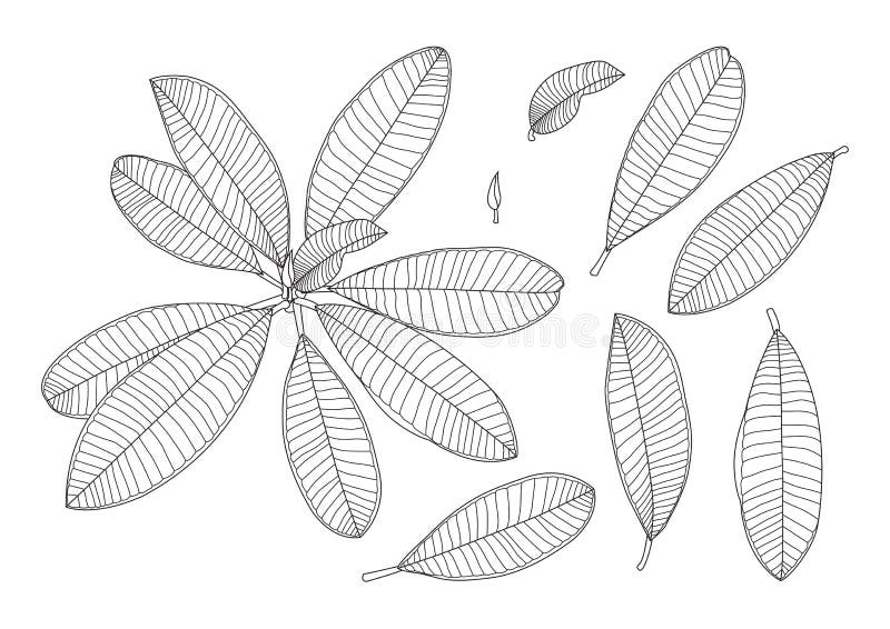 Leaves Line Single Leaf and Leaf Pattern Black Bring To Color Decorate ...