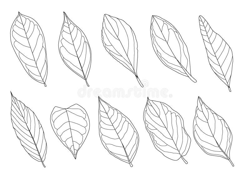 Leaves Line Single Leaf and Leaf Pattern Black Bring To Color Decorate ...