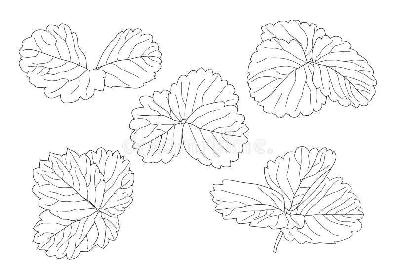 Leaves Line Single Leaf and Leaf Pattern Black Bring To Color Decorate ...