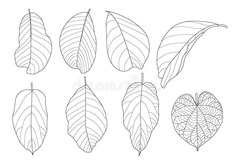 Leaves Line Single Leaf and Leaf Pattern Black Bring To Color Decorate ...