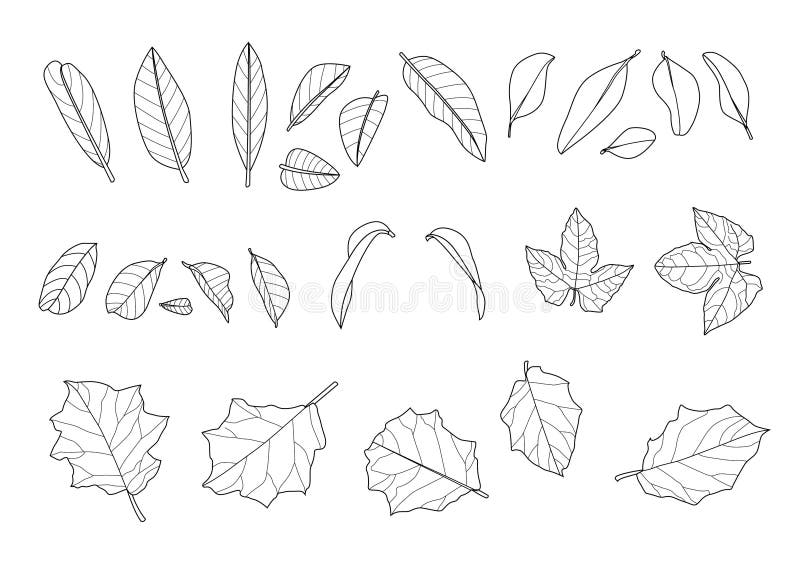 Leaves Line Single Leaf and Leaf Pattern Black Bring To Color Decorate ...
