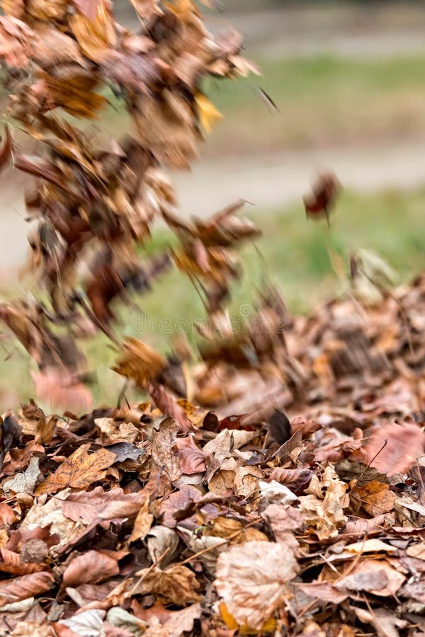 Leaves litter stock image. Image of brown, organic, ground - 38732871
