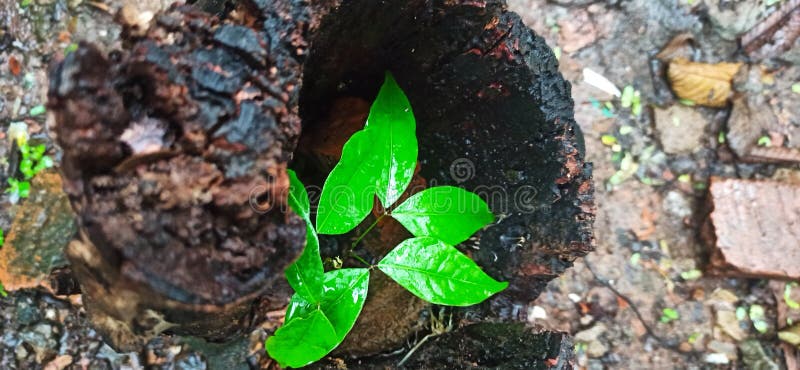 Leaves that Live Inside Tree Trunks Stock Image - Image of inside ...