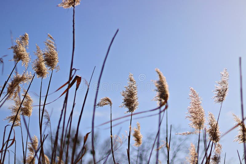 Reed Leaves in the Sunlight Stock Photo - Image of nature, unique ...