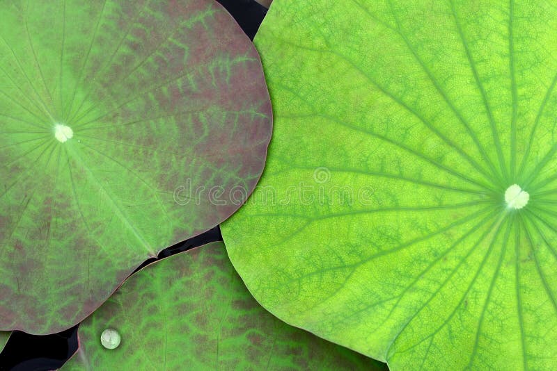 Leaves lotus stock photo. Image of green, nature, outdoor - 24977482
