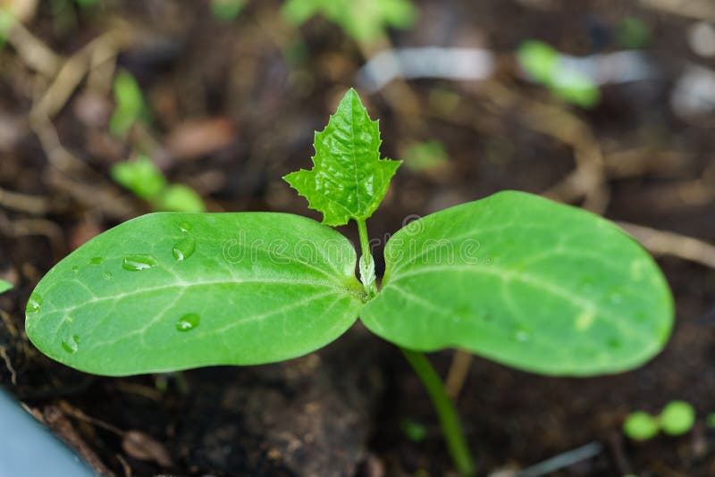 Okra Tree Sapling Stock Photos - Free & Royalty-Free Stock Photos from ...