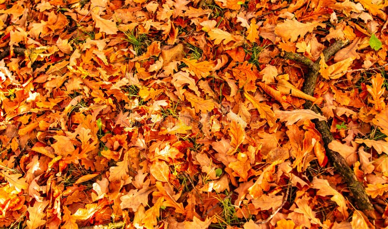 Leaves Lying on the Ground in the Autumn Forest. Background Stock Image ...