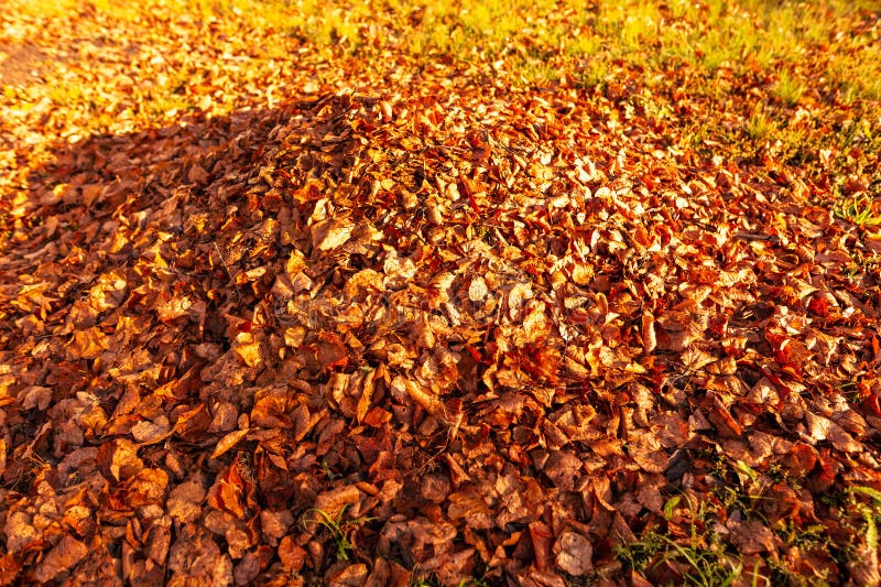 Leaves Lying on the Ground in the Autumn Forest. Background Stock Image ...