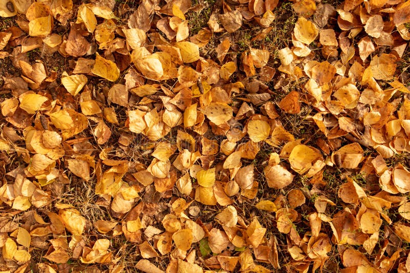 Leaves Lying on the Ground in the Autumn Forest. Background Stock Photo ...