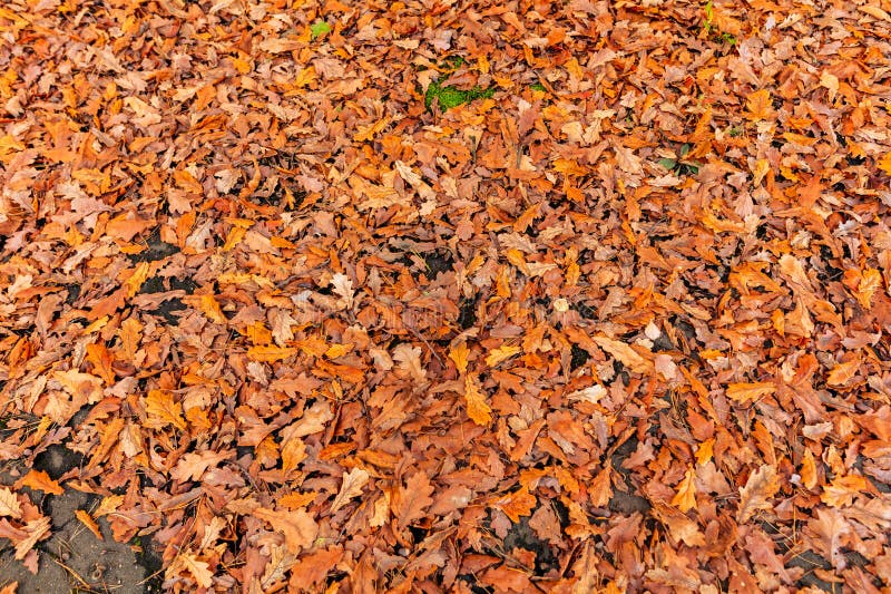 Leaves Lying on the Ground in the Autumn Forest. Background Stock Image ...