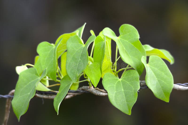 Leaves stock image. Image of lush, wire, creeper, plant - 36596311