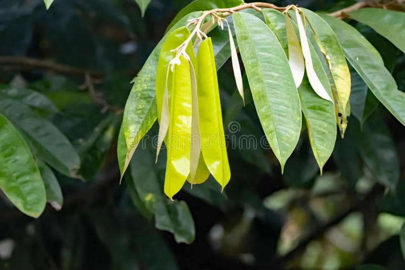 Leaves of Malay Camphor, Dryobalanops Aromatica Stock Photo - Image of ...