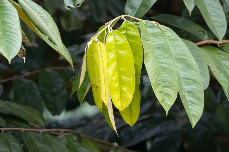 Leaves of Malay Camphor, Dryobalanops Aromatica Stock Photo - Image of ...