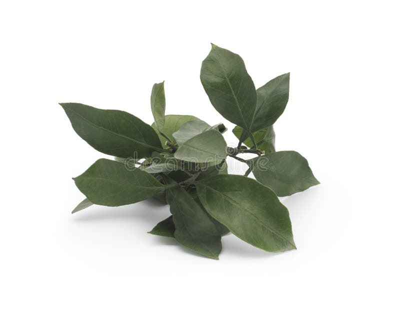 Leaves of mandarin tree stock image. Image of green - 217132261