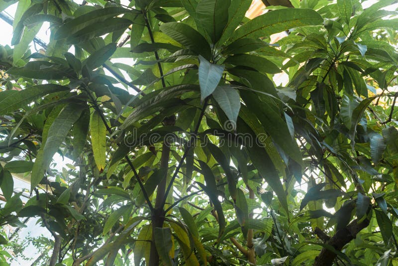 Leaves of Mangifera Indica Tree Stock Photo - Image of design ...