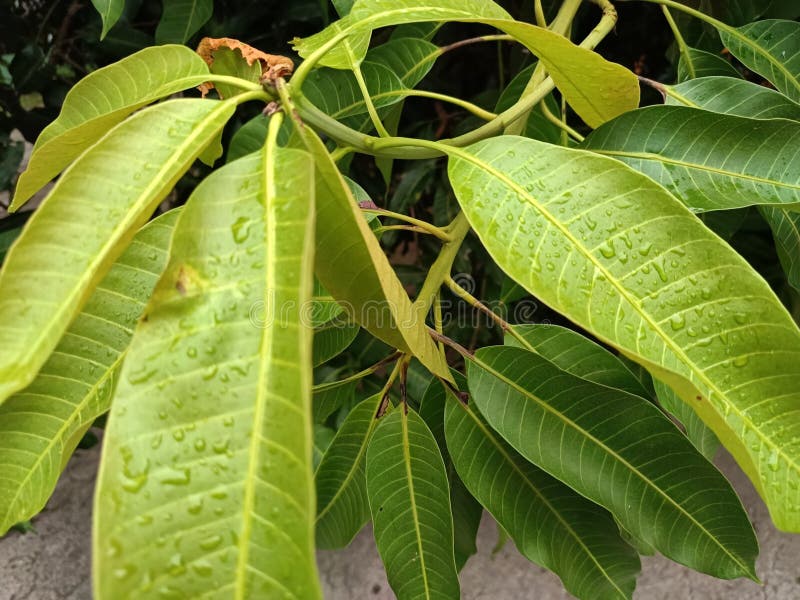 Leaves of a Mango Tree Exposed To Rainwater Stock Image - Image of ...