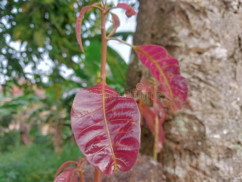 The Leaves of the Mango Tree are Red, the Leaves are Still Young, Also ...