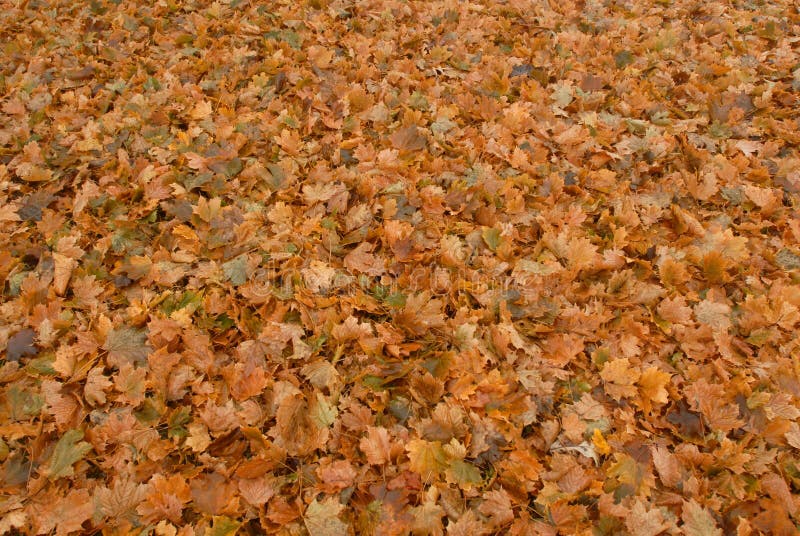 Leaves, so many leaves stock image. Image of people, autumn - 62173801