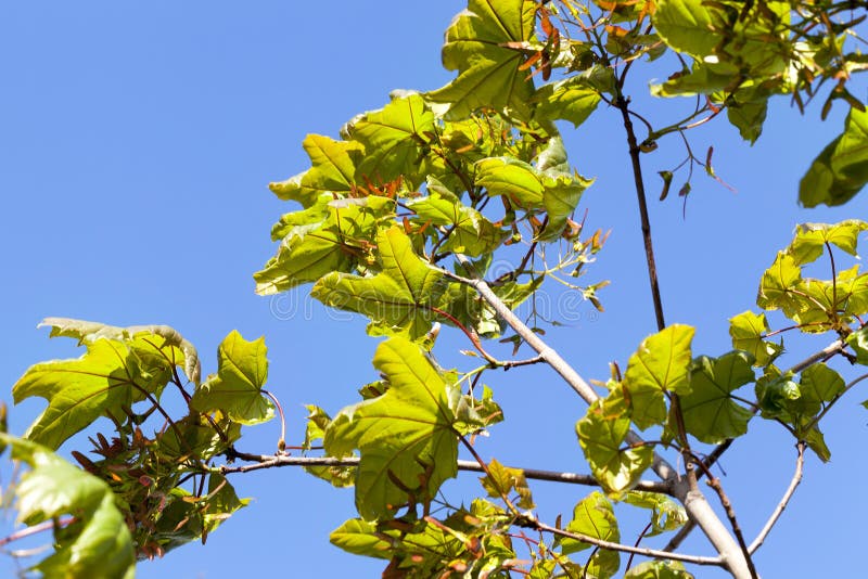 Leaves of maple stock photo. Image of branch, nature - 101445318
