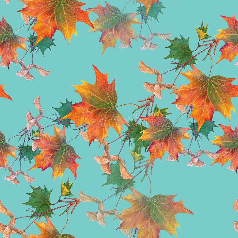 Leaves Maple with Seeds. Seamless Pattern on Light Blue Background ...
