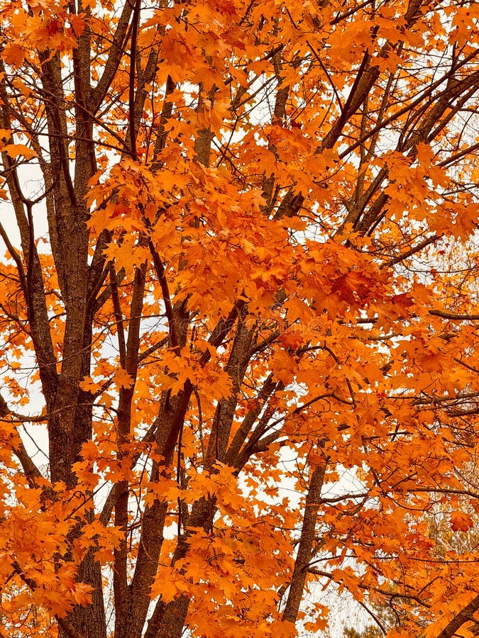 Leaves on a Maple Tree in Autumn Stock Image - Image of golden, maple ...