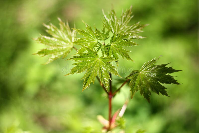 Leaves of maple stock image. Image of young, summer, tree - 61734517