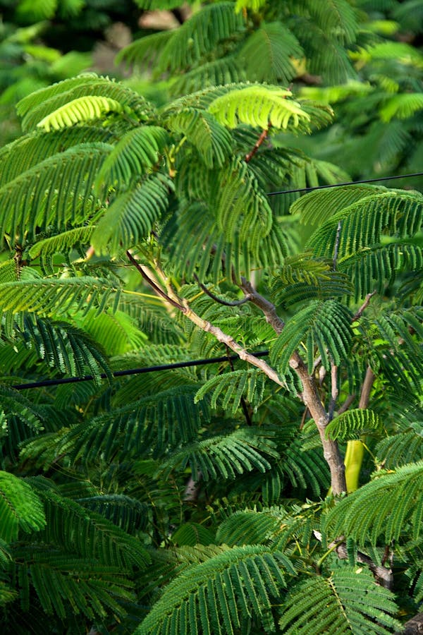 Leaves of Mayflower Tree stock photo. Image of full - 210526244