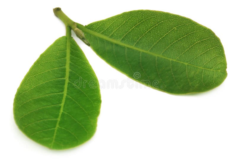 Terminalia Arjuna is a Tree of the Genus Terminalia. it is Commonly ...