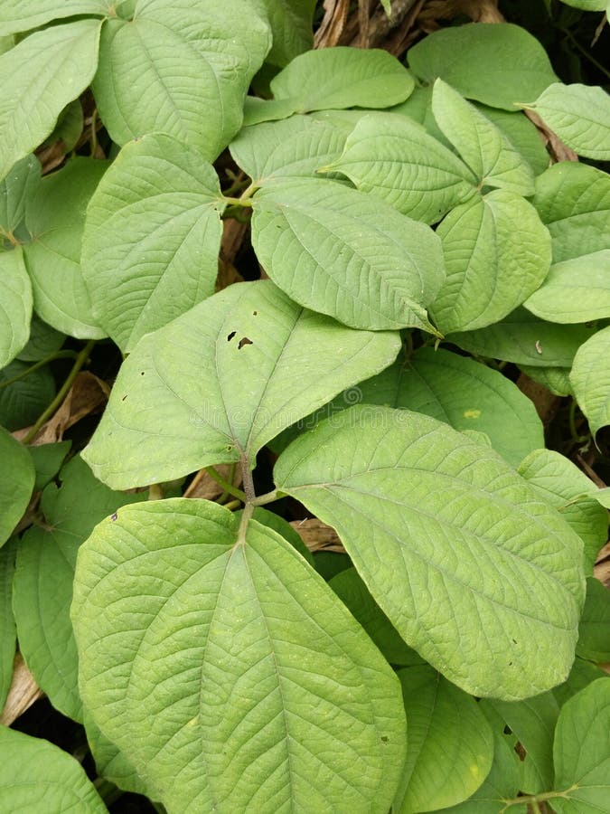 The Leaves of a Medicinal Yan Called Three Leaves Ya Stock Image ...