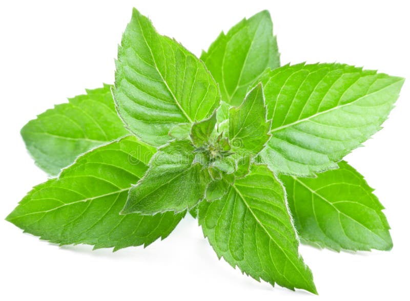 Nettle stock image. Image of plant, nature, nettle, floral - 6358865