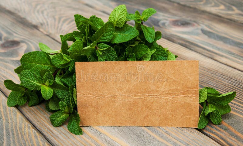 Leaves of mint with label stock image. Image of health - 49738377