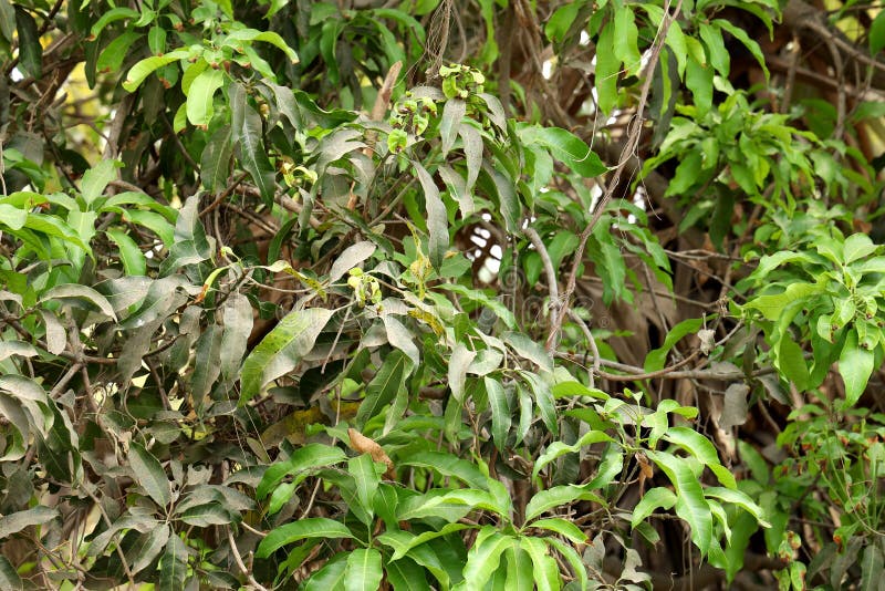 The Leaves of a Mongo Tree in an Organic Farm Stock Image - Image of ...