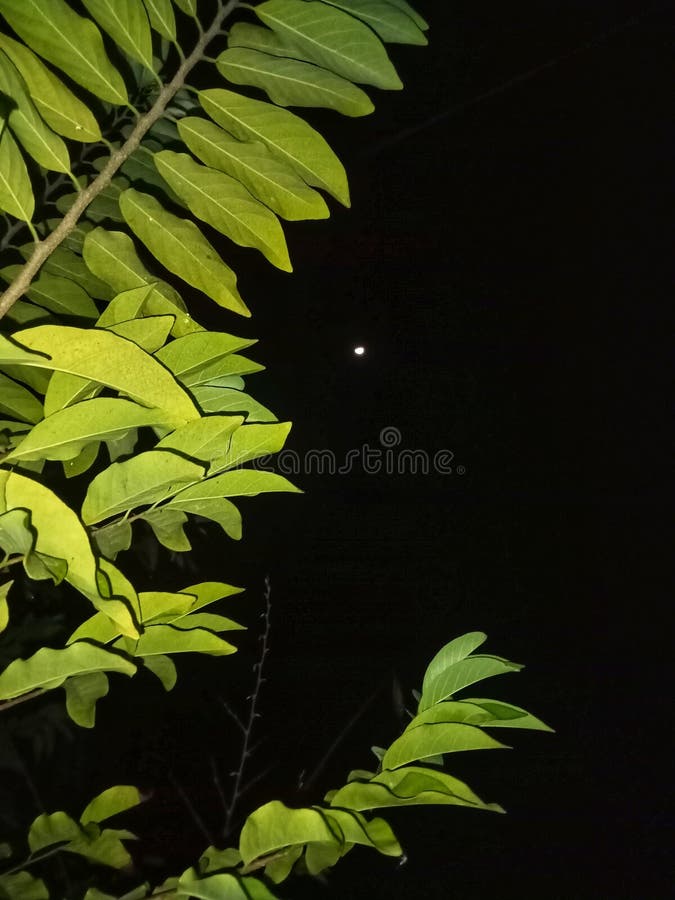 Leaves and moon at night stock image. Image of night - 332283733