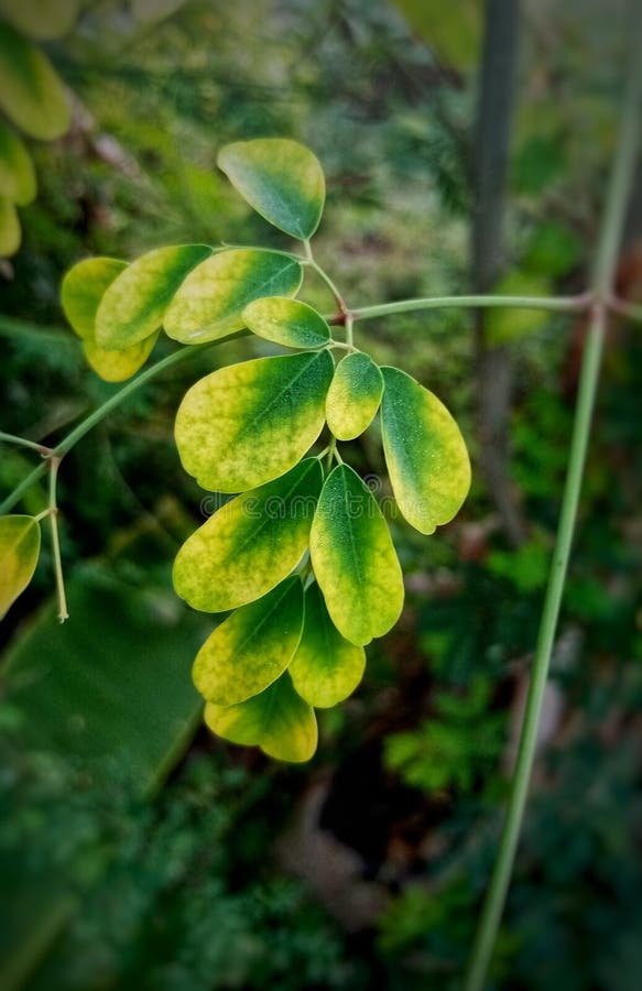 The Leaves of the Moringa Tree Have Many Benefits Stock Image - Image ...