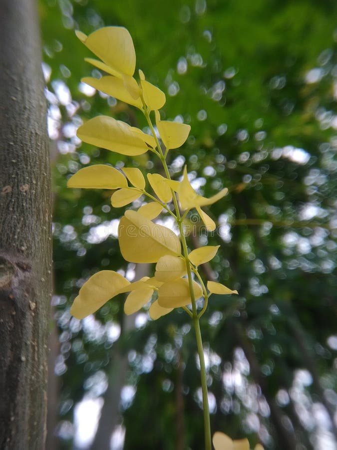 The Leaves of this Moringa Tree are Yellow with Small Stems Which Also ...