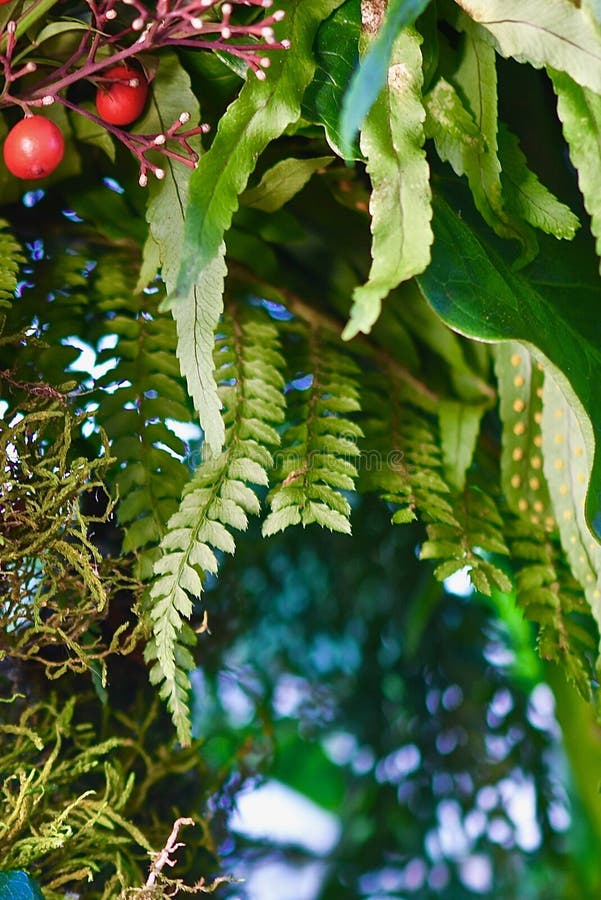 Leaves, Moss, Berries and Fern Close-up Stock Photo - Image of ...