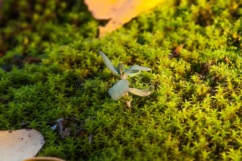 Leaves moss land stock image. Image of grass, nature - 66616491