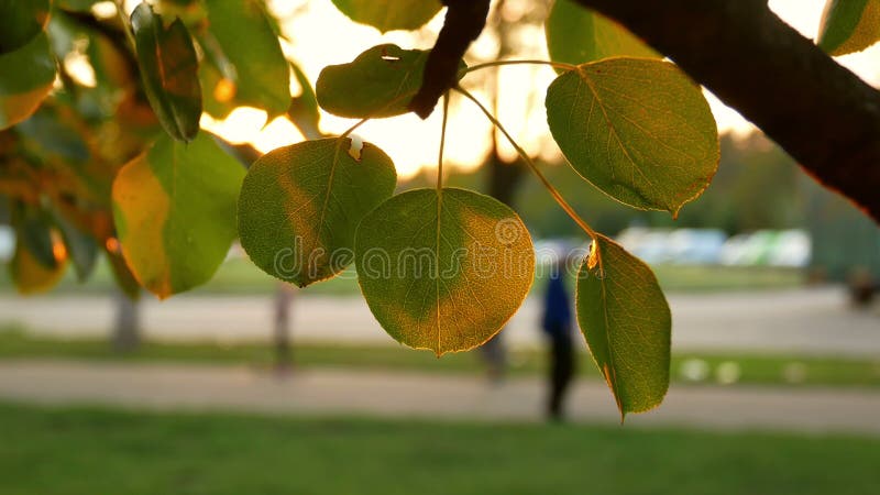 Leaves Moving Background Autumn Stock Footage - Video of autumn, bright ...