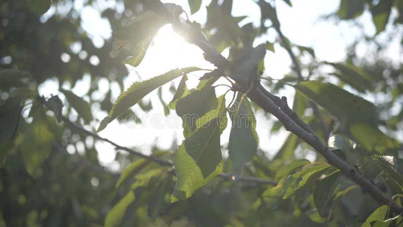 Leaves moving in the wind stock video. Video of close - 195707973
