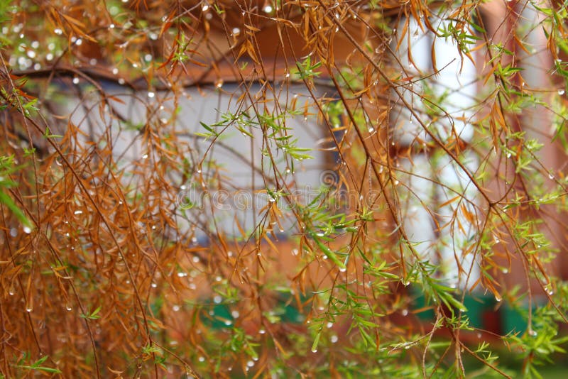 Leaves stock photo. Image of plant, tray, multiple, bush - 65178310