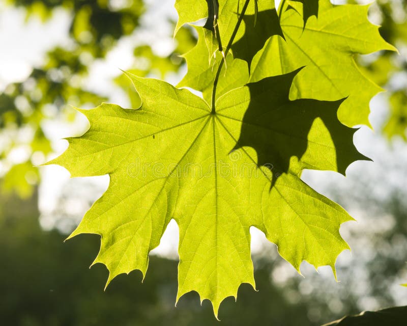 Leaves of Norway Maple Tree in Morning Sunlight, Selective Focus ...