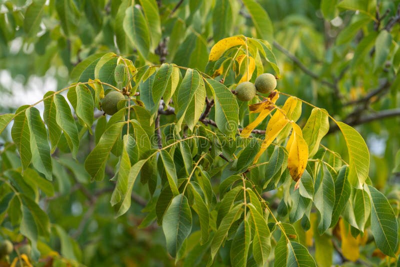 Leaves and Nuts of a Walnut Tree Stock Image - Image of leaves, nature ...