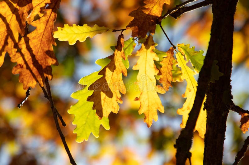 Leaves on an Oak Tree in Autumn. Stock Photo - Image of golden, outdoor ...