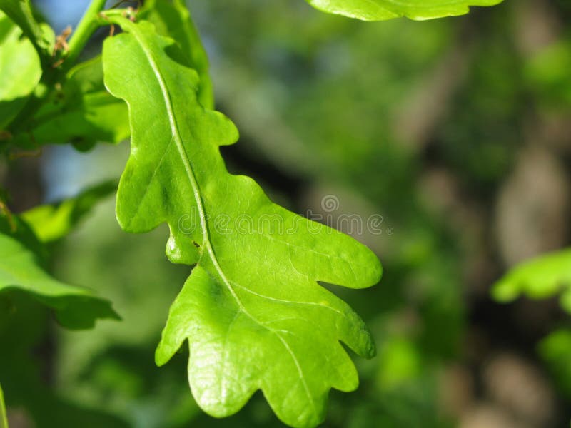 Leaves of oak tree stock image. Image of branches, branch - 53259917