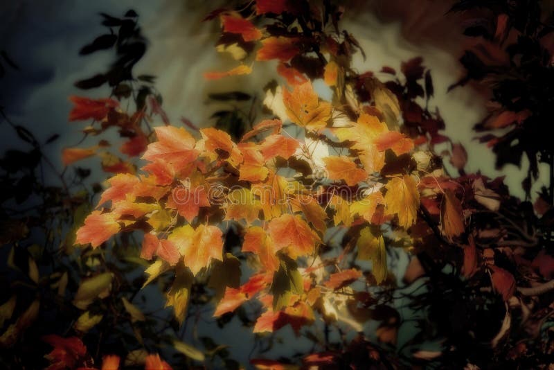 Leaves of october stock photo. Image of blue, water, seasonal - 1353944