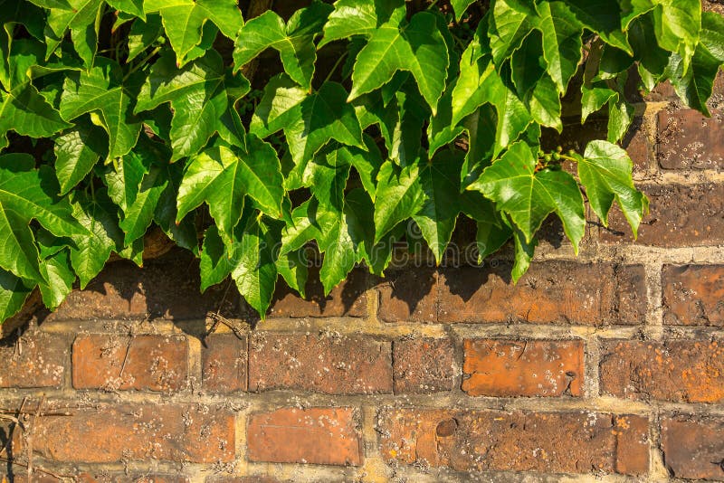 Leaves on Old Brick Wall. Nature. Stock Photo - Image of natural ...