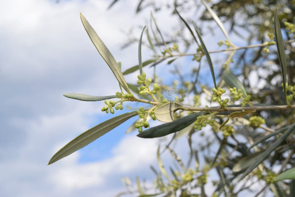 Leaves and olive shoots stock image. Image of agriculture - 92991481