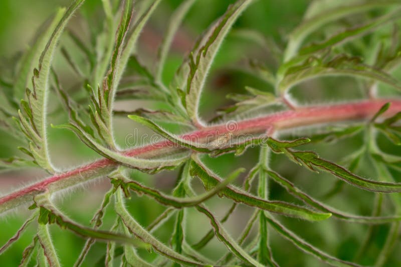 Leaves of the opal tree stock photo. Image of dense - 241314008
